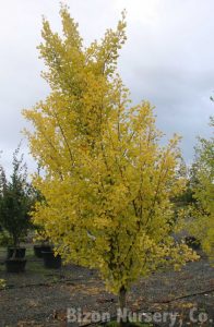 14 Best Shade Trees for Arizona (Some Non Shedding)