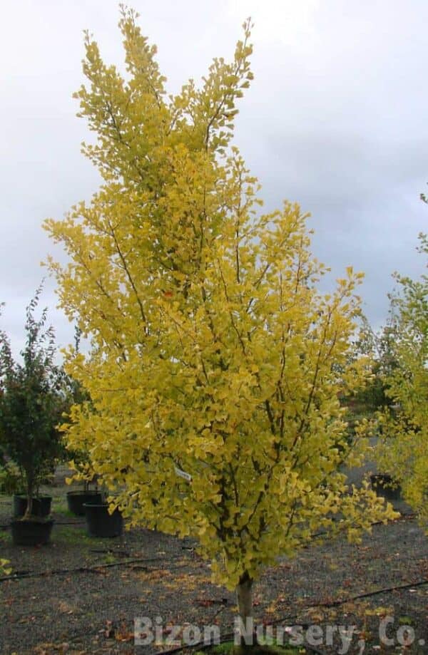 14 Best Shade Trees for Arizona (Some Non Shedding)