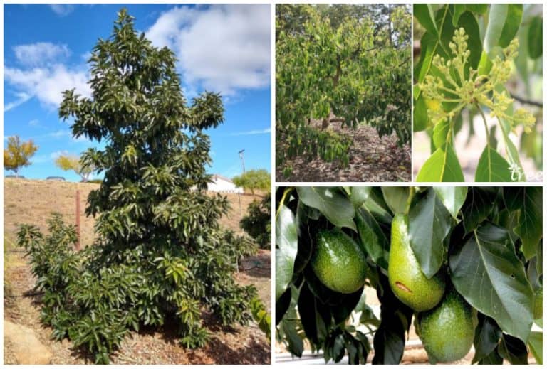 7 Types of Fruit Trees That Will Thrive in Kansas