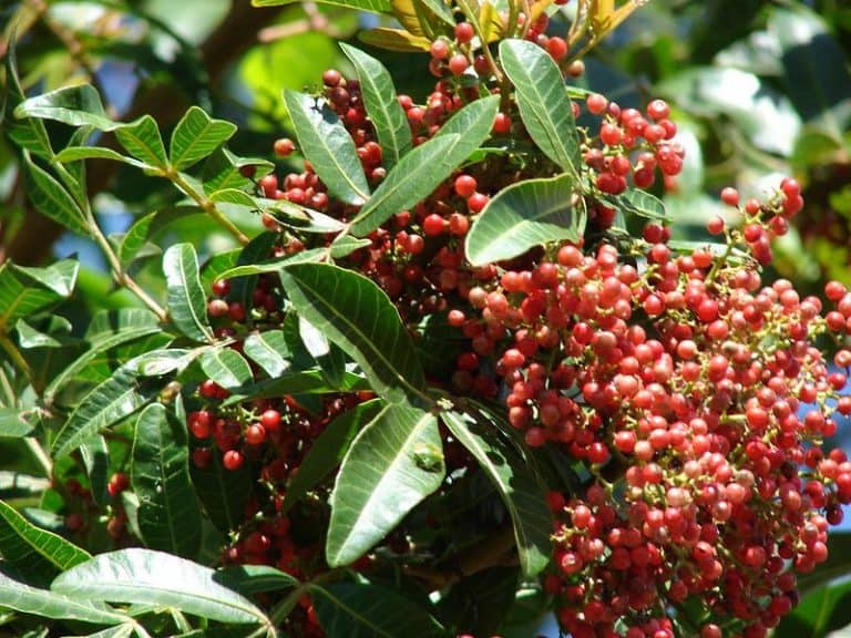 10 Arizona Evergreen Trees to Grow (Trees That Don’t Shed)