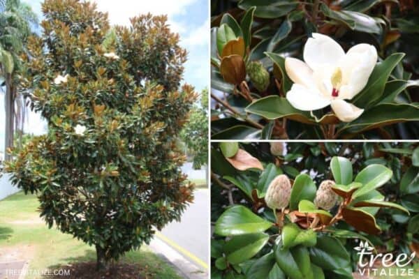 8 Beautiful Magnolia Trees in Texas (to Grow or Admire)