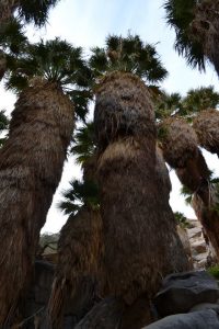 9 Arizona Palm Trees (Native & Common Varieties)