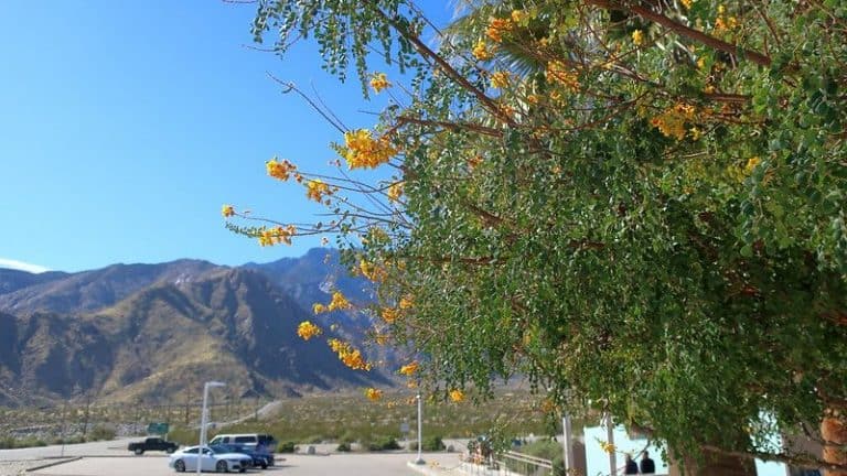 10 Small Trees For Arizona Backyards (Includes Patio Trees)