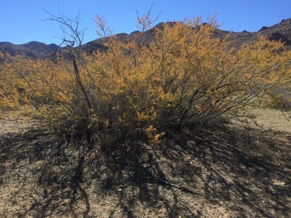 10 Beautiful Desert Trees in Arizona (Includes Mesquite Trees)