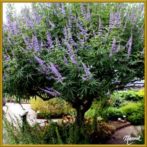 20 Best Flowering Trees to Grow in Arizona