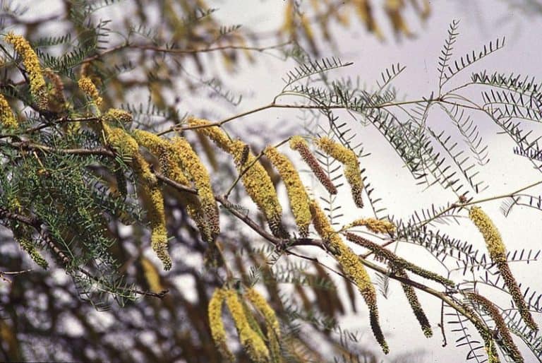 10 Beautiful Desert Trees in Arizona (Includes Mesquite Trees)