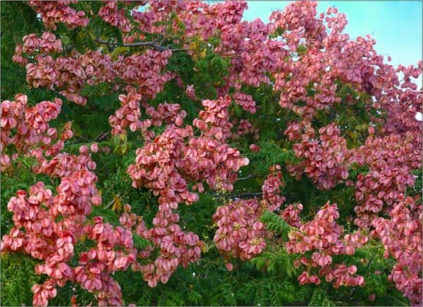 14 Best Shade Trees for Arizona (Some Non Shedding)