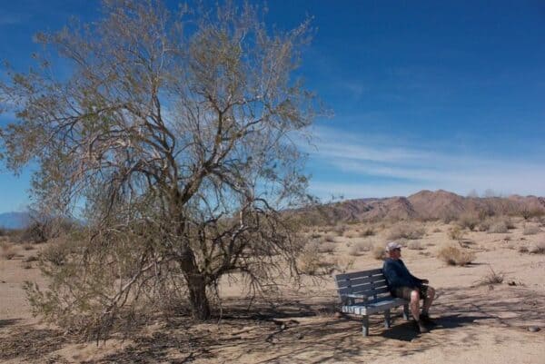 12 Arizona Native Trees to Plant Today