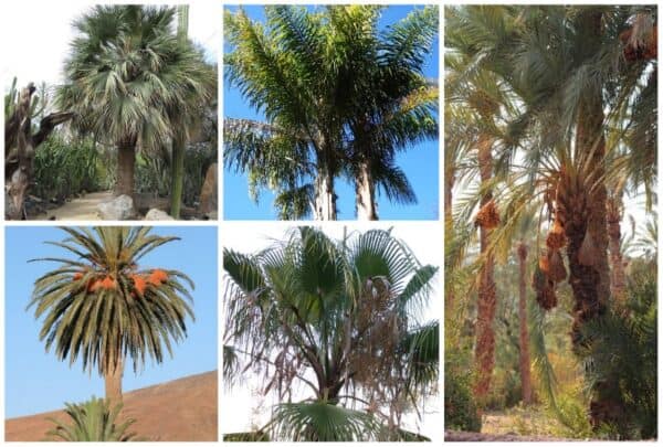 9 Arizona Palm Trees (Native & Common Varieties)