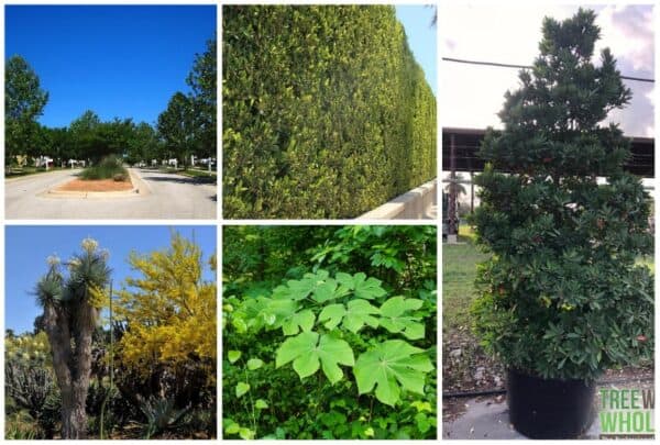 10 Fast Growing Trees That Thrive in USDA Zone 8