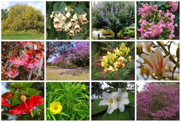 12 Flowering Trees in Kansas (White, Yellow, Purple & Pink)