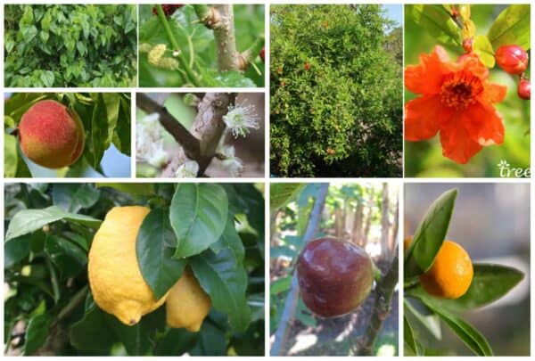 7 Best High Altitude Fruit Trees To Grow in Colorado