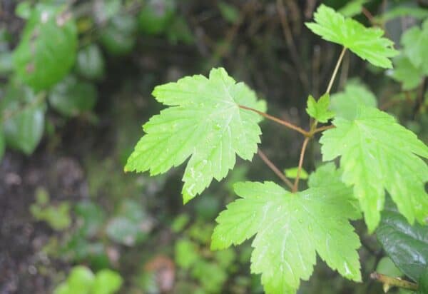 Can You Grow Maple Trees in Alaska? Which Types?