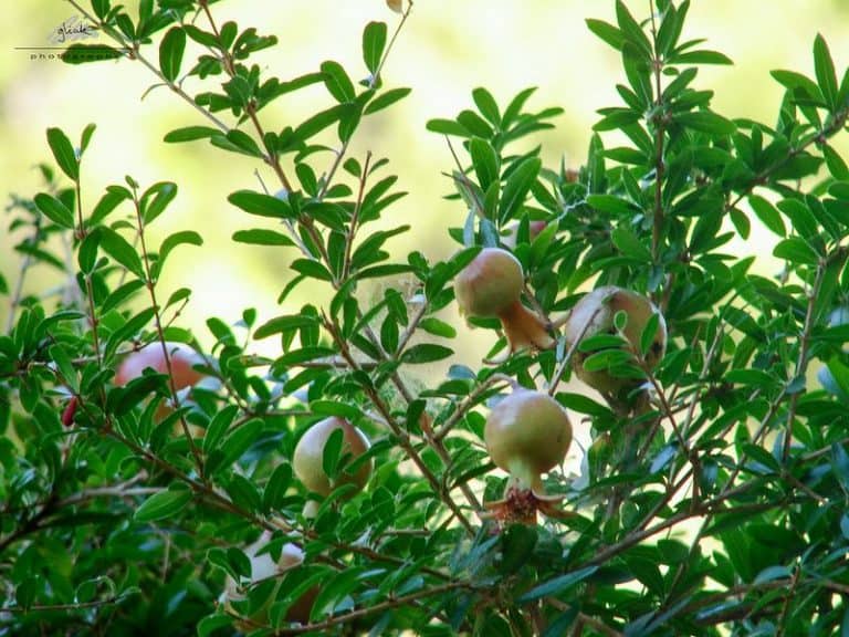 16 Bountiful Fruit Trees to Grow in Arizona (Dwarf Included)