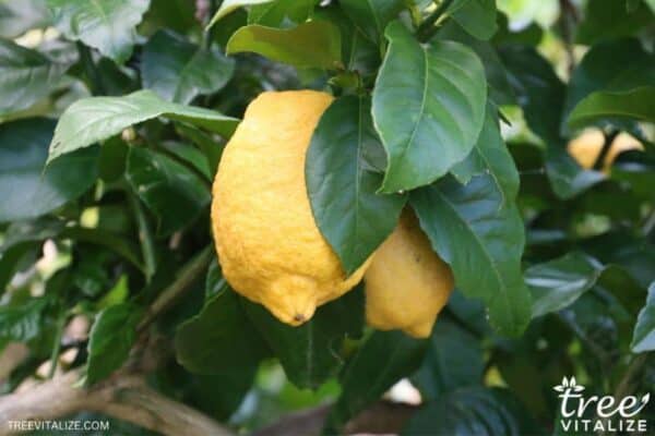 Lemon Trees in Texas - Can You Grow Them & Which Varieties?