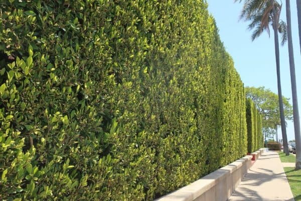 10 Fast Growing Trees to Grow in Arizona