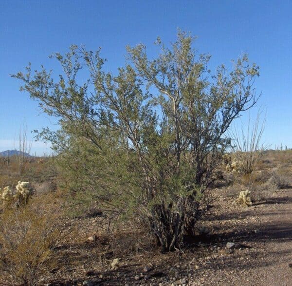 10 Beautiful Desert Trees in Arizona (Includes Mesquite Trees)