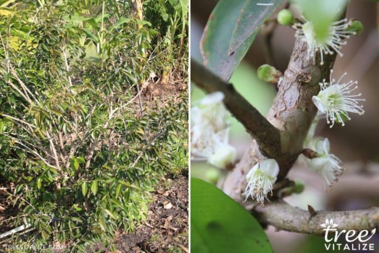 16 Bountiful Fruit Trees to Grow in Arizona (Dwarf Included)