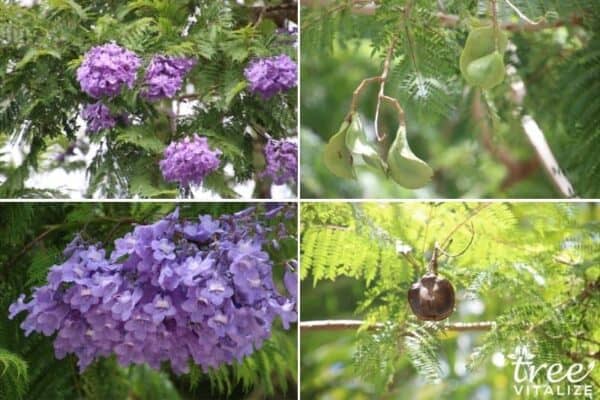 20 Best Flowering Trees to Grow in Arizona