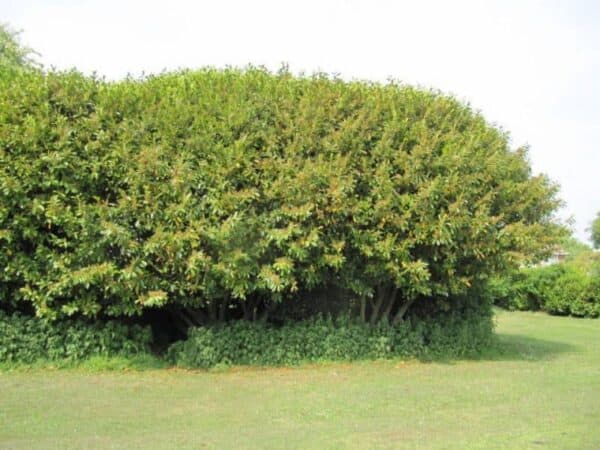 9 Arizona Evergreen Trees to Grow (Trees That Don’t Shed)