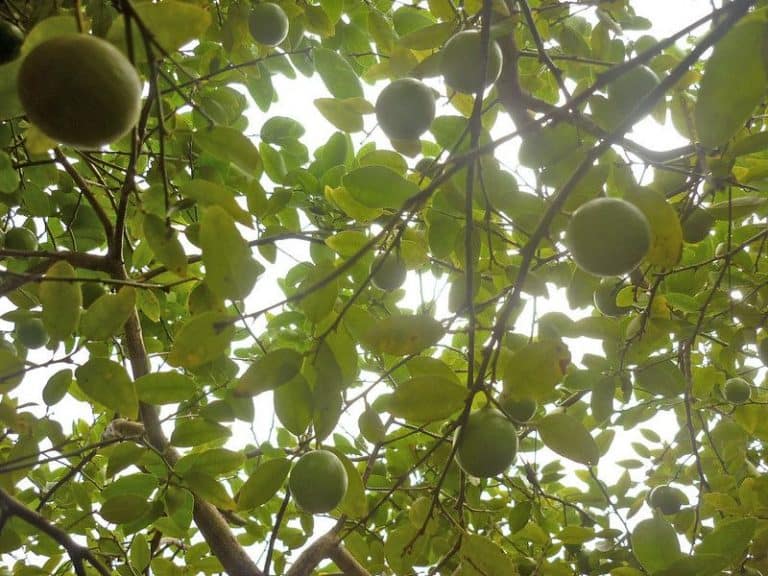 16 Bountiful Fruit Trees to Grow in Arizona (Dwarf Included)