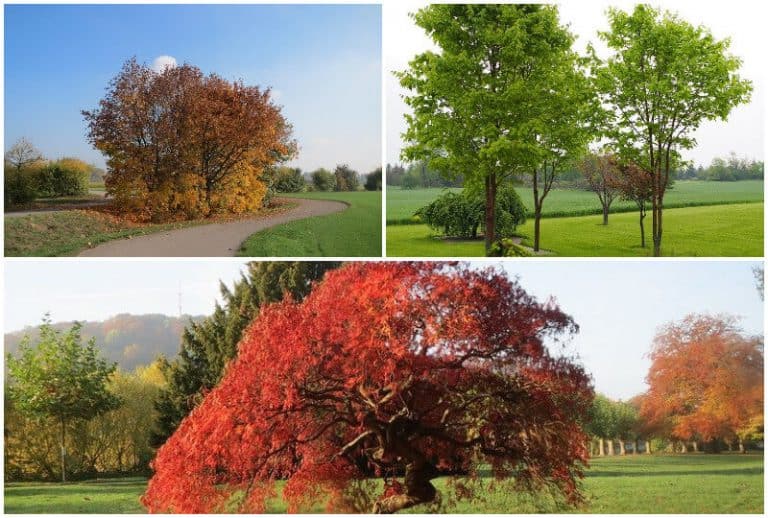 16 Different Types of Japanese Maple Trees & Identifying Features