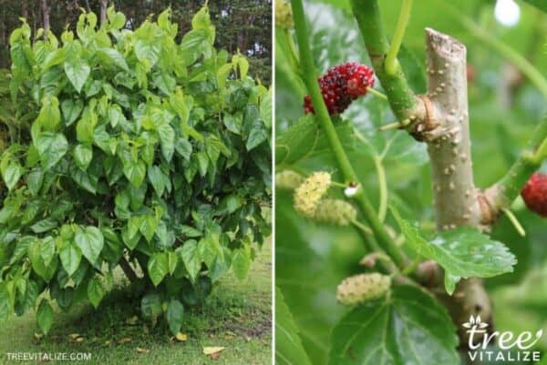 12 Fruit Trees to Grow in Maryland (for Bountiful Harvests)