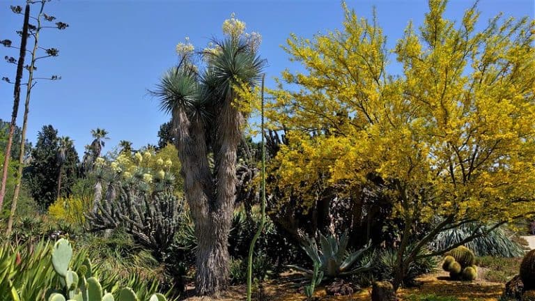14 Best Shade Trees for Arizona (Some Non Shedding)