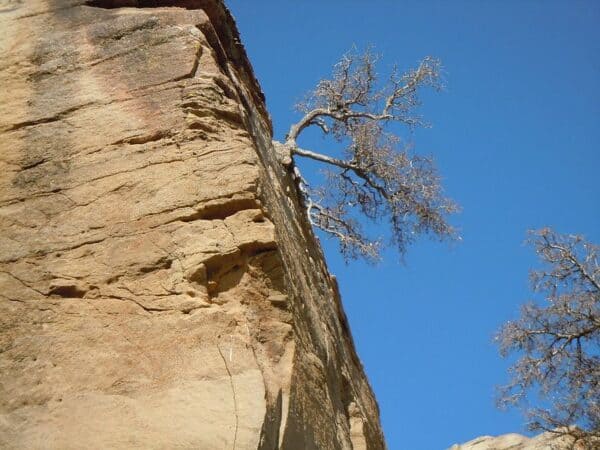 12 Arizona Native Trees to Plant Today