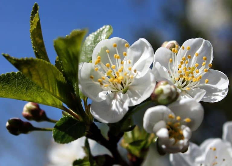 What Fruit Trees Grow In Alaska? 6 Popular Options