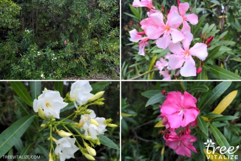 10 Privacy Trees to Grow in Florida (to Block Prying Eyes!)