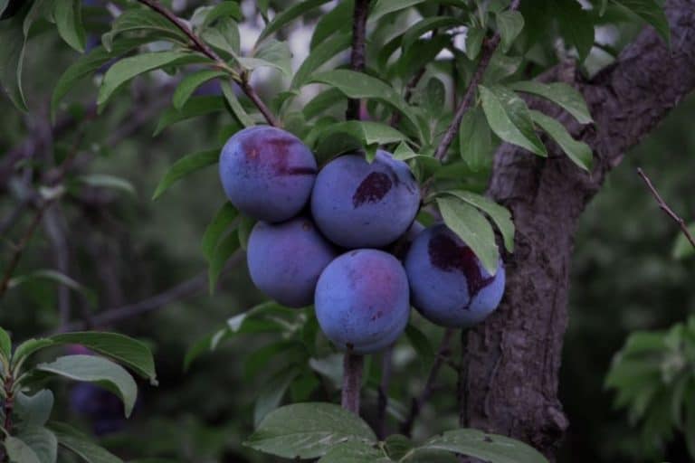 What Fruit Trees Grow In Alaska? 6 Popular Options