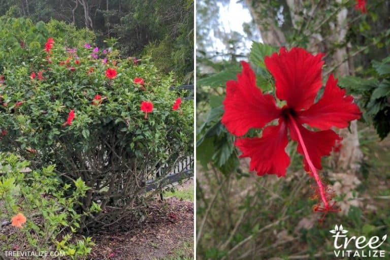 20 Best Flowering Trees to Grow in Arizona
