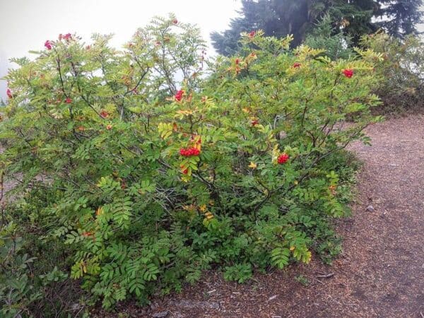 9 Trees That Grow Well in Alaska (Plant One Today!)