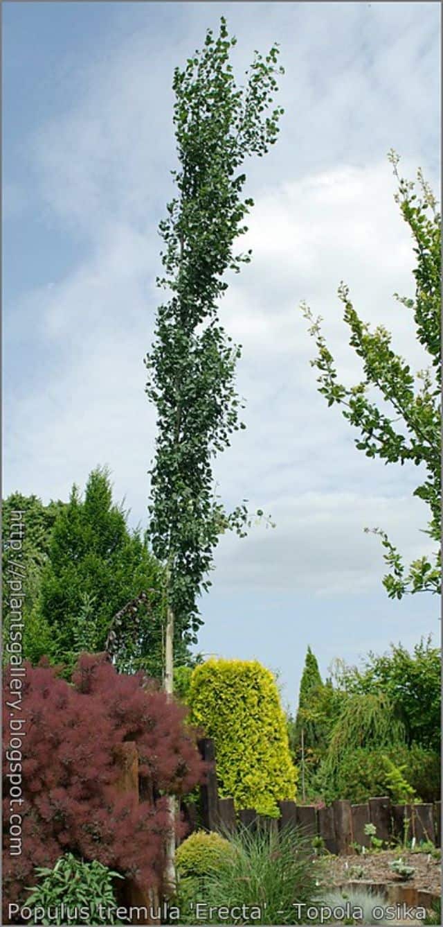 9 Trees That Grow Well in Alaska (Plant One Today!)