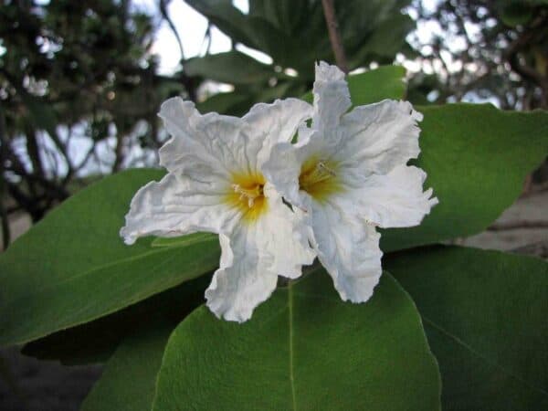 20 Best Flowering Trees to Grow in Arizona