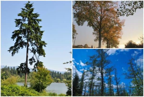 9 Trees That Grow Well in Alaska (Plant One Today!)