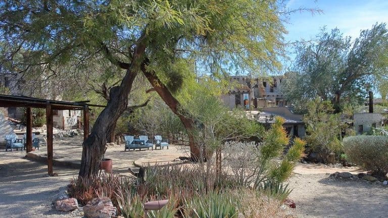 14 Best Shade Trees for Arizona (Some Non Shedding)
