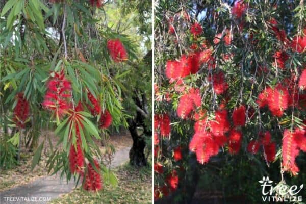 23 Stunning Flowering Trees in Florida to Plant or Admire