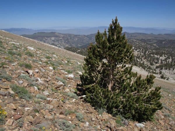 15 Types of Pine Trees in California (Southern & Northern)