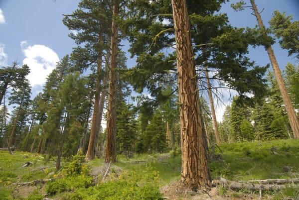 15 Types of Pine Trees in California (Southern & Northern)
