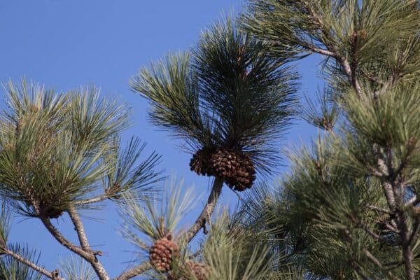 15 Types of Pine Trees in California (Southern & Northern)