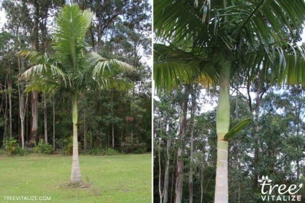 14 Types of Palm Trees in Texas (That Will Thrive)