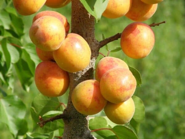 10 Fruit Trees to Grow in Arkansas (Including Native)