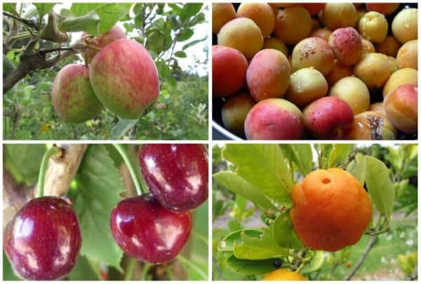 10 Best Dwarf Fruit Trees to Grow in California