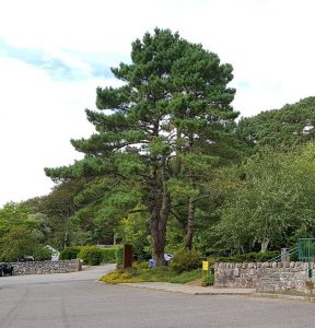 15 Types of Pine Trees in California (Southern & Northern)