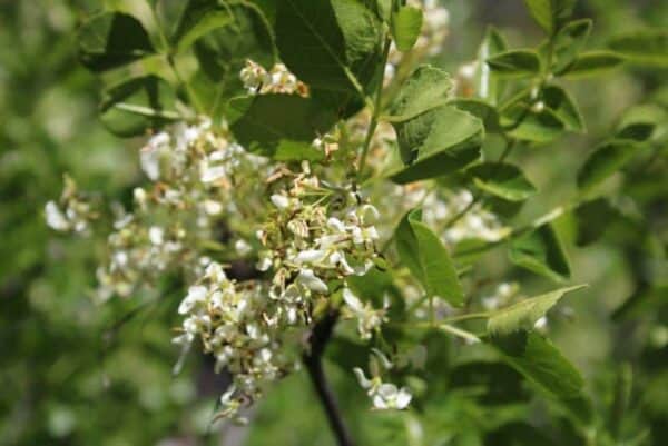 30 Best Flowering Trees in California (Purple, Pink & More)