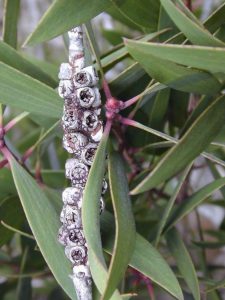 9 Evergreen Trees to Grow in California (Northern/Southern)