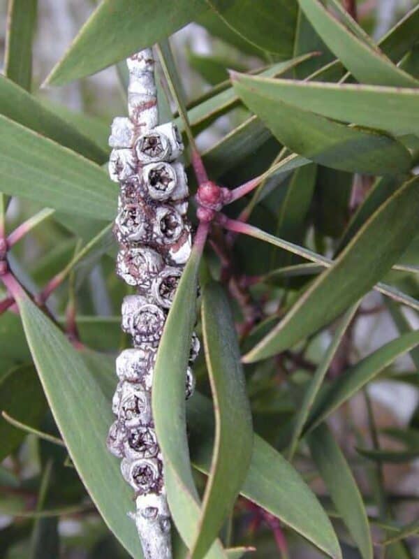 9 Evergreen Trees to Grow in California (Northern/Southern)