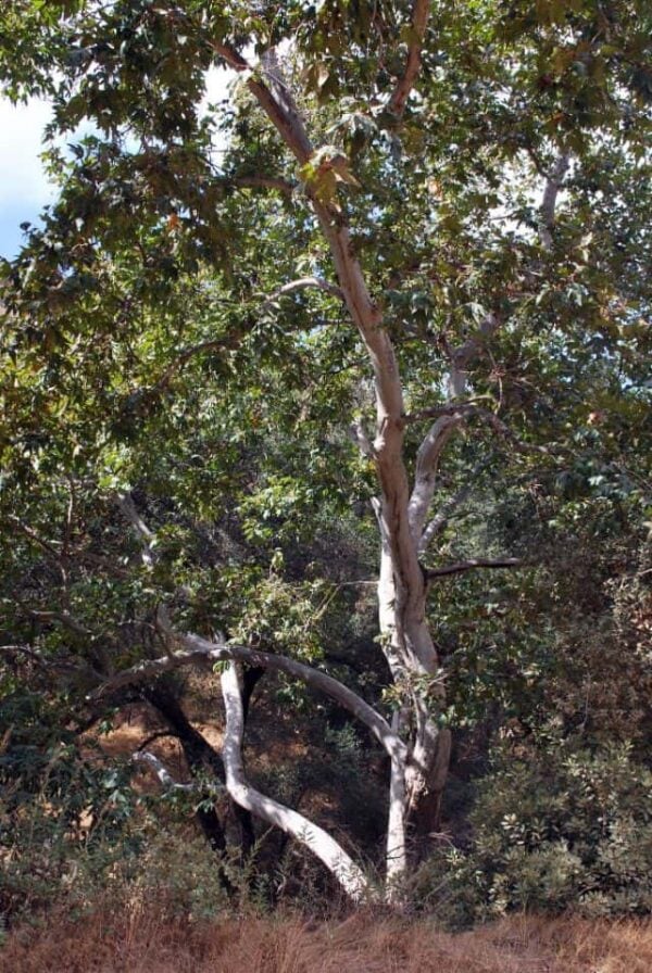 12 Drought Tolerant Trees for Southern California